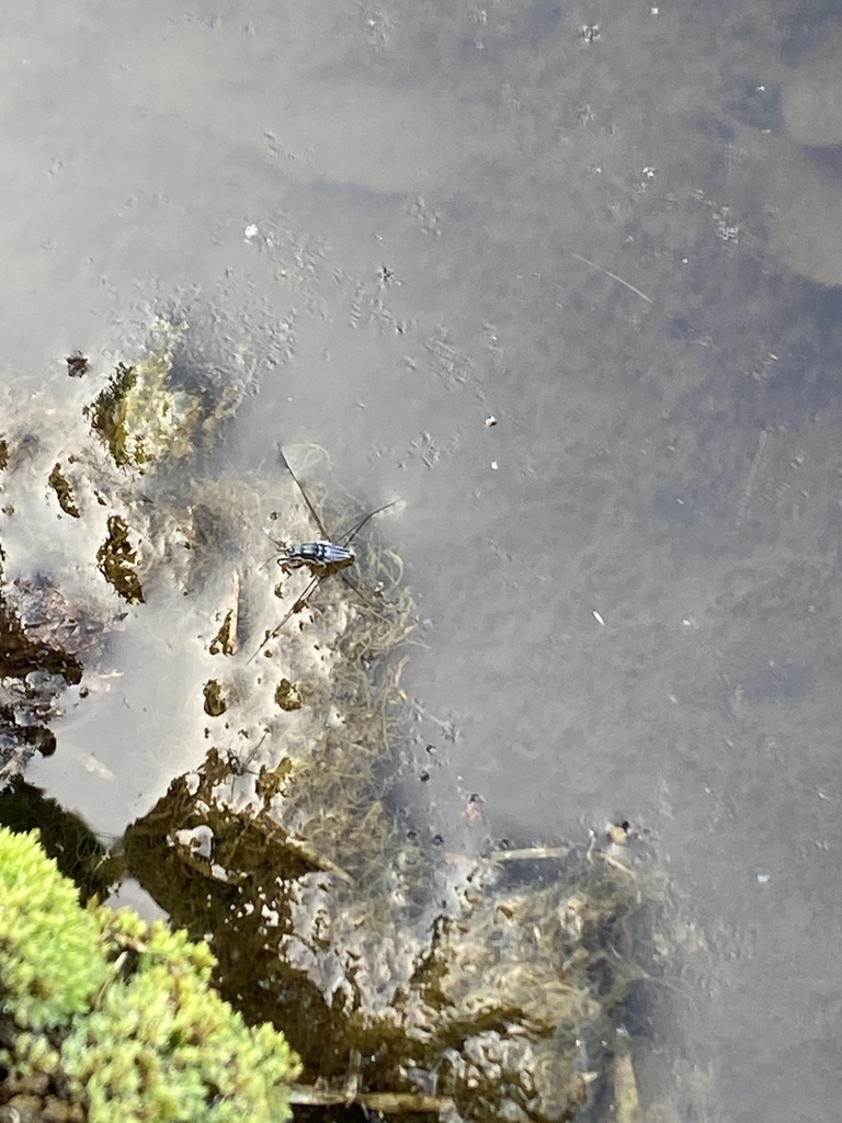 Neogerris hesione from The University of Alabama in Huntsville ...