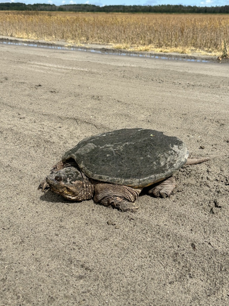 Common Snapping Turtle from Fairfield, NC 27826, USA on September 10 ...
