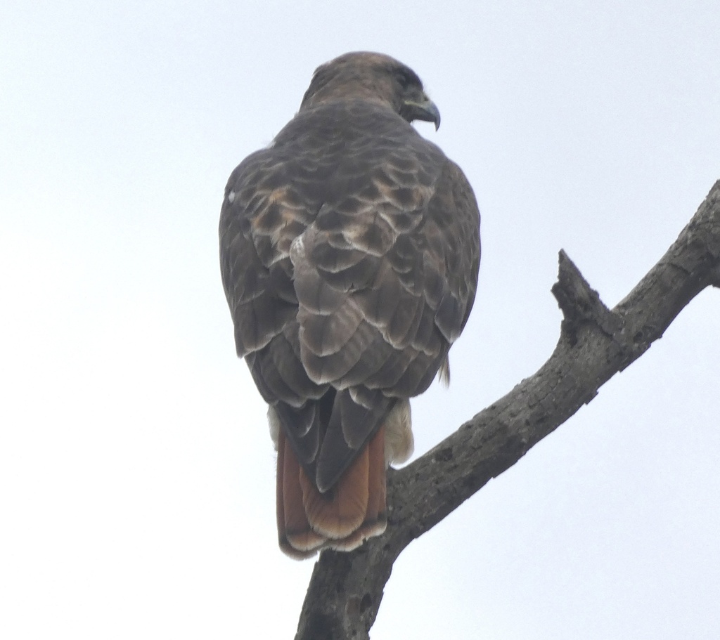 Red-tailed Hawk from Blue Sky Ecological Reserve, Poway, CA, US on ...