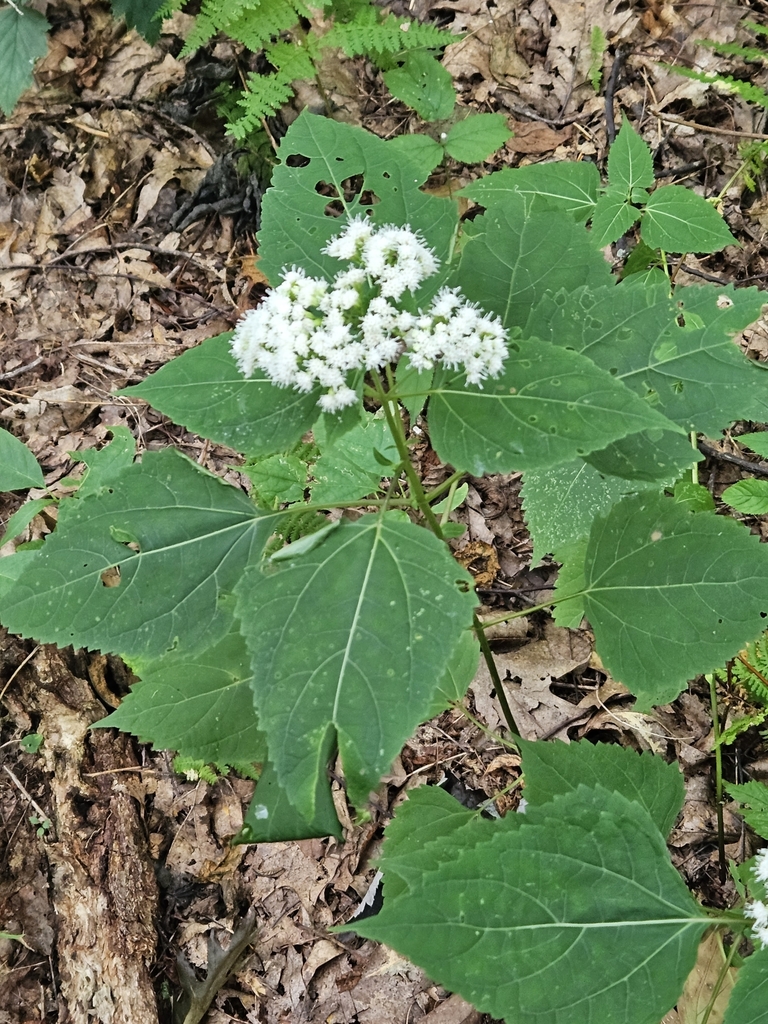 white snakeroot from Tuckasegee, NC 28783, USA on September 15, 2023 at ...