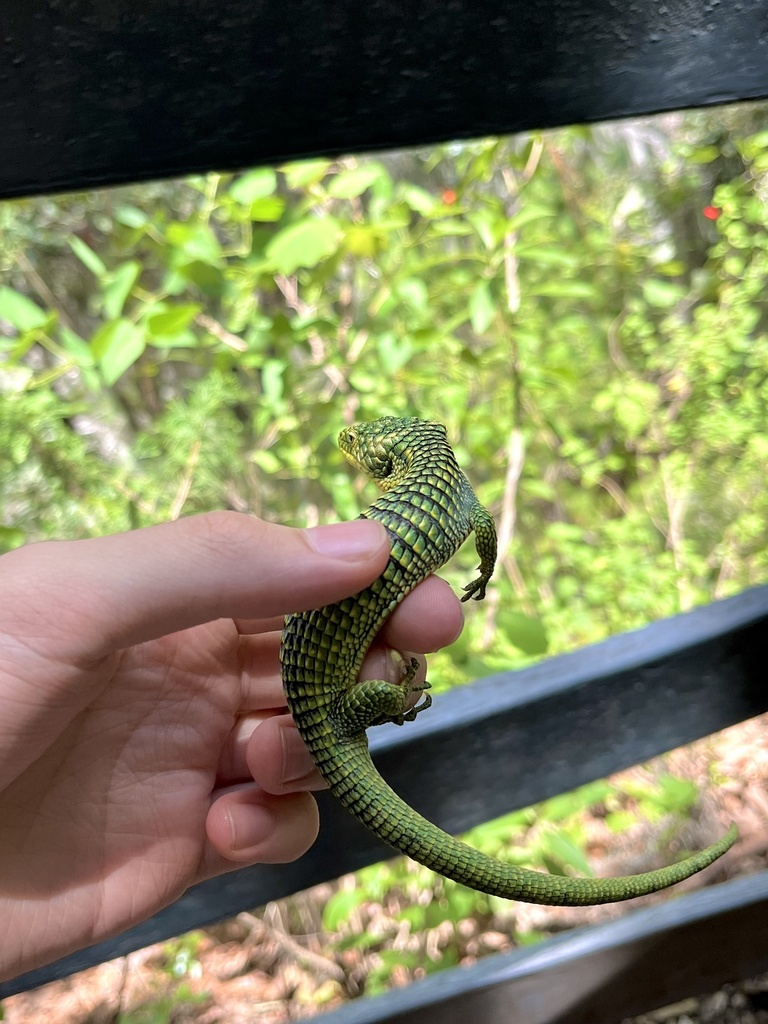 Terrestrial Arboreal Alligator Lizard in August 2023 by Diego G. Landed ...