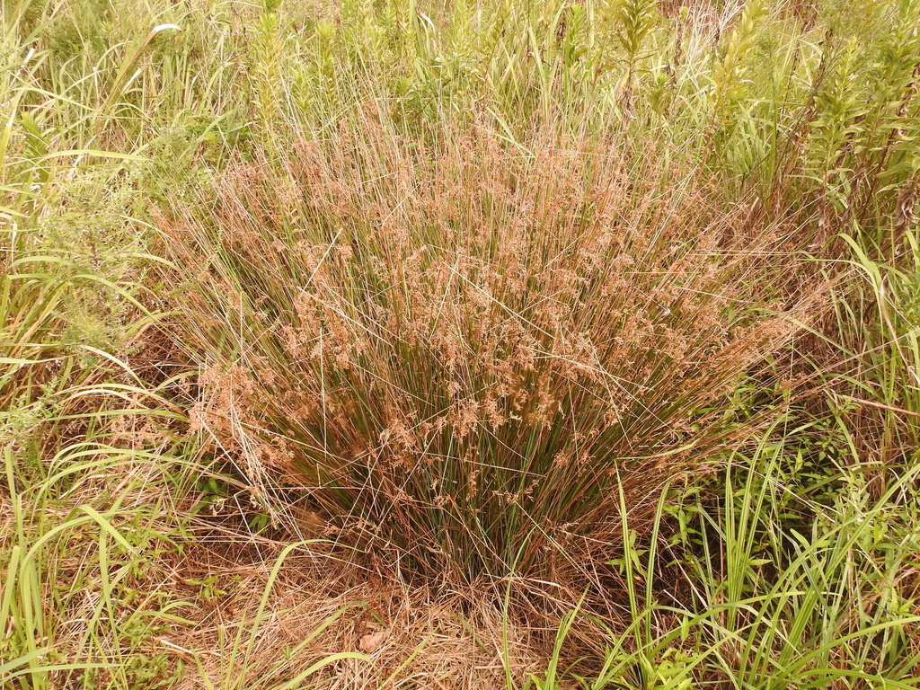 Juncus polyanthemus from 前島, 高槻市, 大阪府, JP on September 20, 2023 at 01: ...