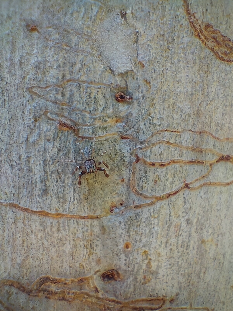 Arasia from North Wahroonga NSW 2076, Australia on September 21, 2023 ...