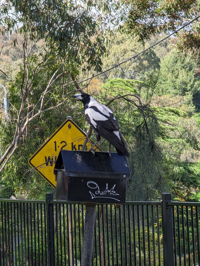 Australian Magpie in September 2023 by Rex D · iNaturalist
