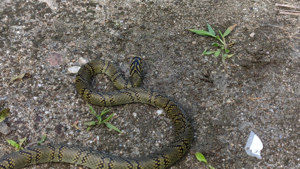 Pearl-banded Rat Snake in August 2022 by 15khk · iNaturalist