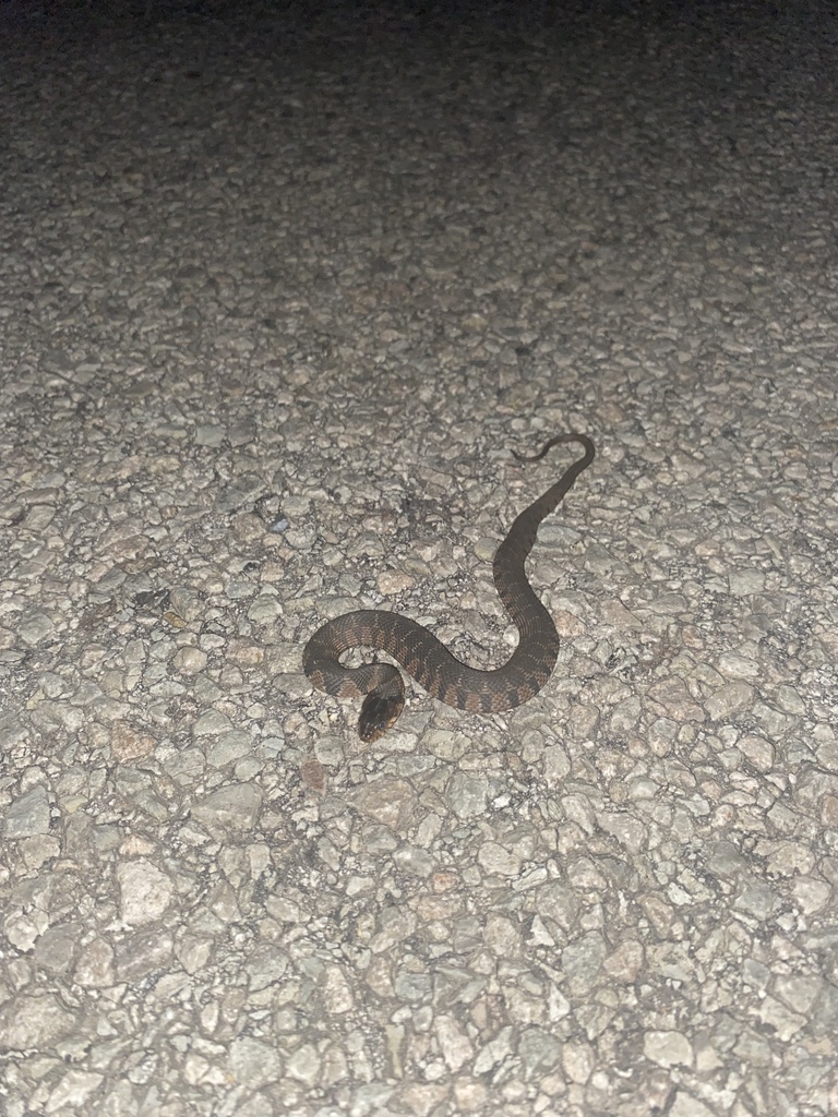 Plain-bellied Watersnake from Ed Woods Rd, Bells, TN, US on April 30 ...