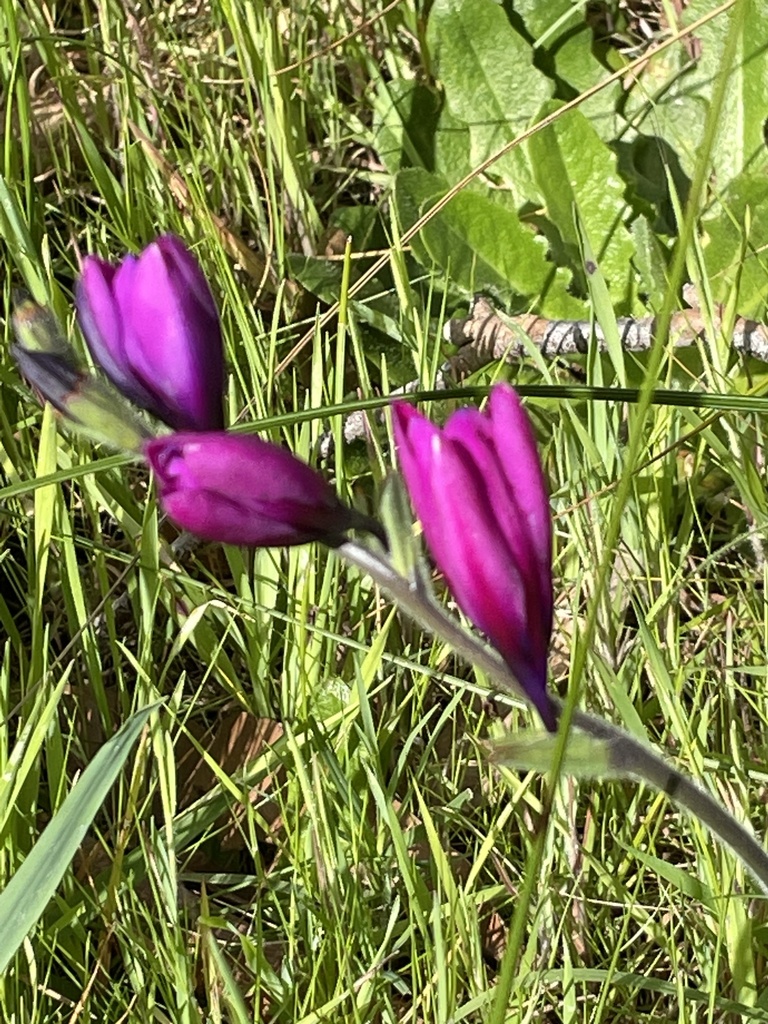Baboon Root from Boundary West Tk, Frankston South, VIC, AU on ...
