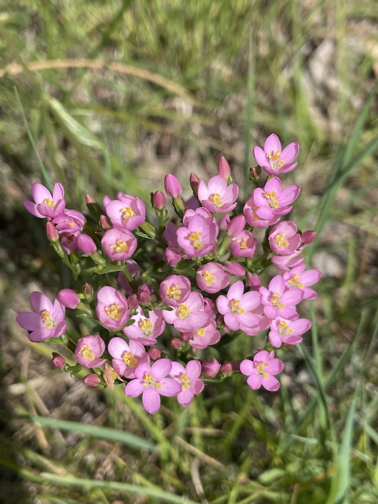 Common centaury from Boundary West Tk, Frankston South, VIC, AU on ...