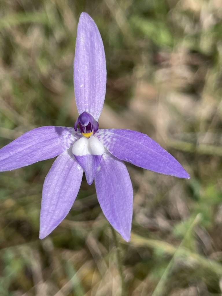 Waxlip Orchid in September 2023 by Andrea Dunkley · iNaturalist