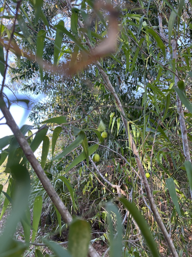 Wombat Berry from Ayr, QLD, AU on September 21, 2023 at 04:22 PM by ...