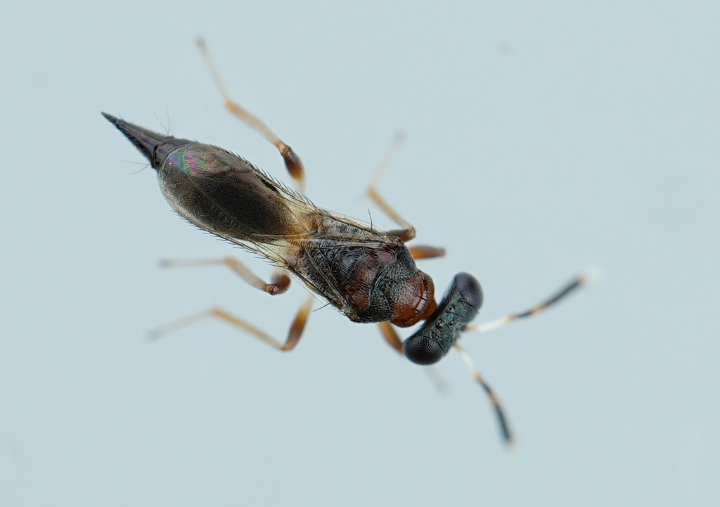 Dipara in September 2023 by newrookie · iNaturalist