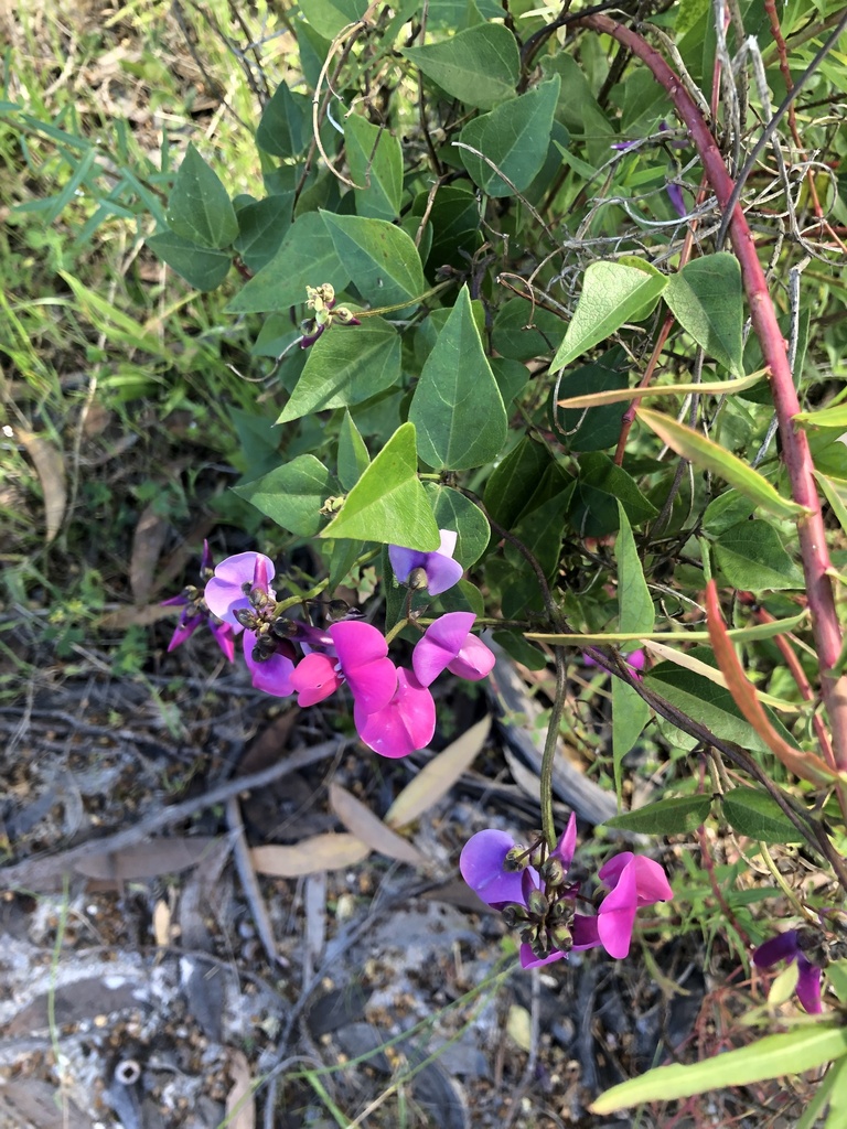 Okie bean from Dhilba Guuranda - Innes National Park, Inneston, SA, AU ...