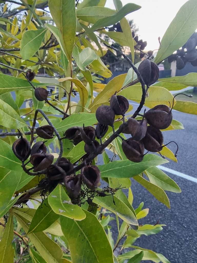 ivory curl tree from Upper Caboolture QLD 4510, Australia on September ...