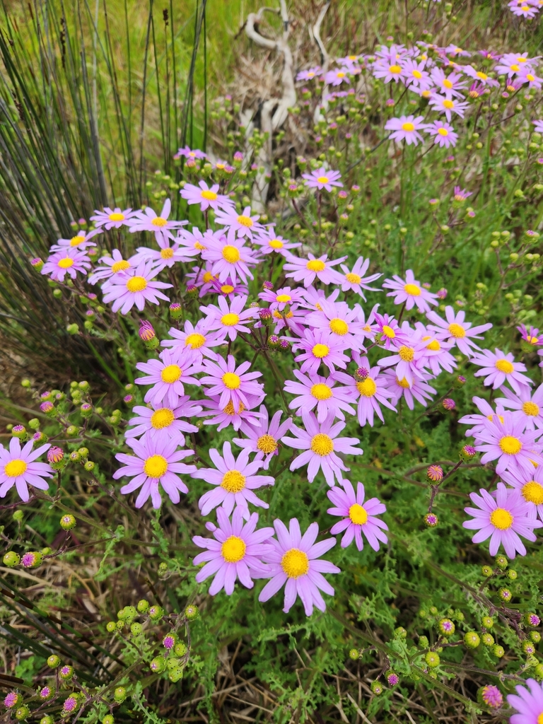 Red-purple Ragwort from B108 Sandown CrescentGrand National Blvd ...