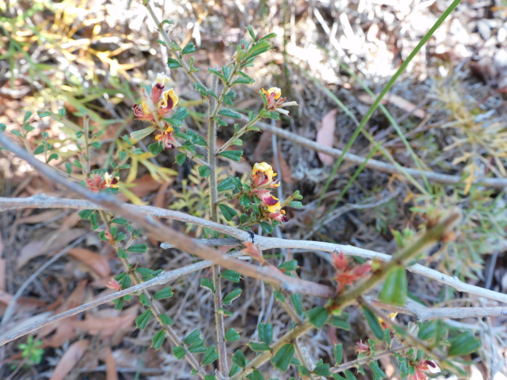 Rough Bush-pea from Bowen Mountain NSW 2753, Australia on September 21 ...