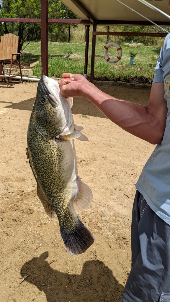 Murray Cod from Elsmore NSW 2360, Australia on January 9, 2022 at 02:15 ...