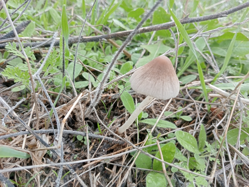 Tall Psathyrella from Rio Maior, 2040 Rio Maior, Portugal on September ...
