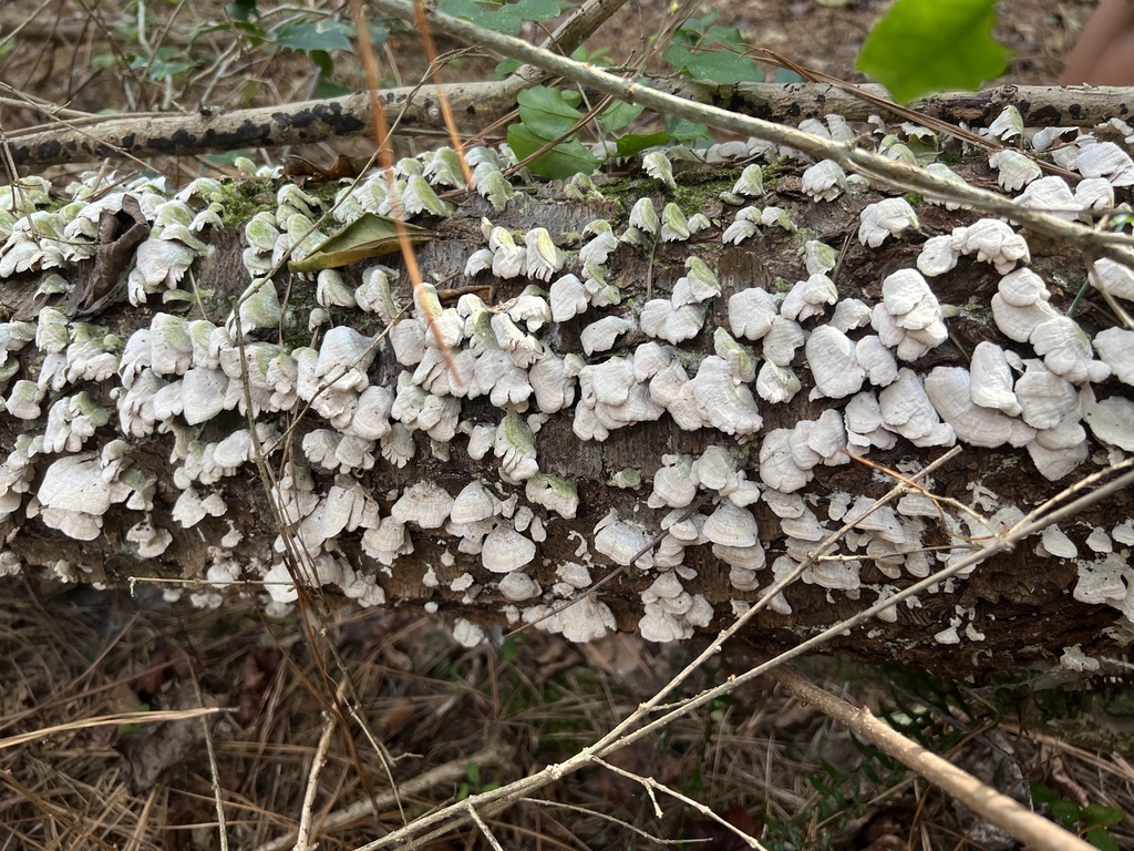 Fungi Including Lichens in September 2023 by Mark Suarez · iNaturalist
