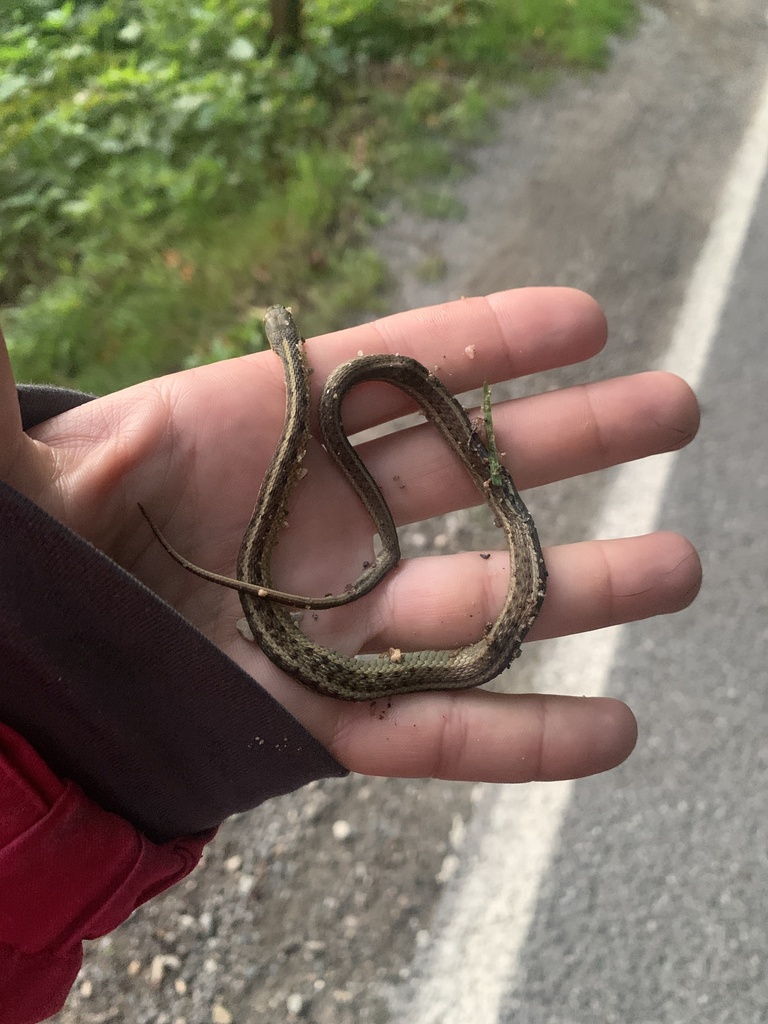 Common Garter Snake from McCann Rd, Middleville, MI, US on September 21 ...