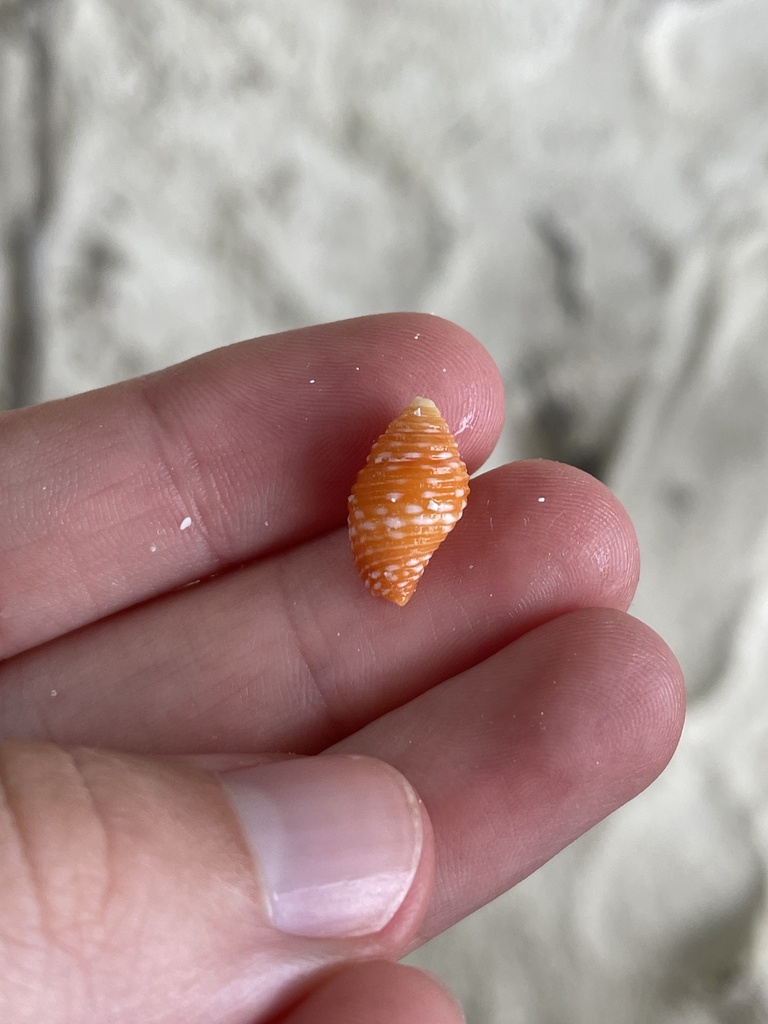 Pseudonebularia from Baros, Баа-Атолу, MV on September 19, 2023 at 03: ...