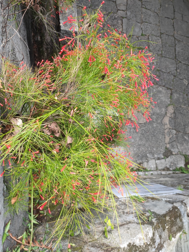 Firecracker plant from 广西壮族自治区桂林市 on August 13, 2023 at 10:06 AM by ...