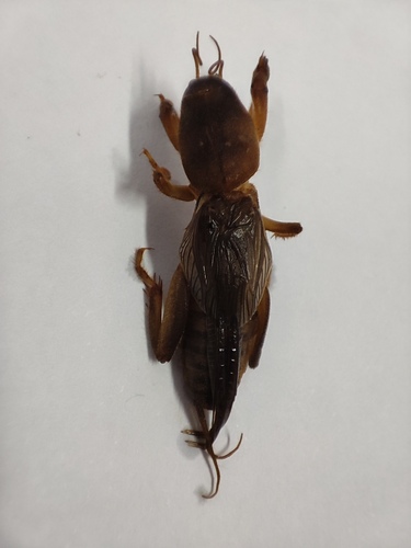 Observations by fengxueyu · iNaturalist