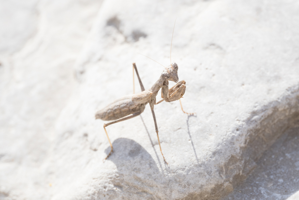 Grey Mantis from 26150 Pontaix, Frankrijk on September 4, 2023 at 05:03 ...