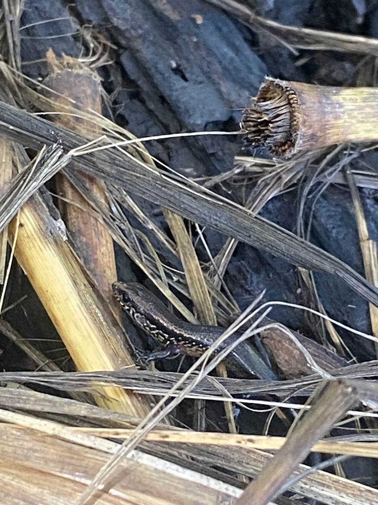 Brown Forest Skink from Olancho, HN on September 21, 2023 at 08:45 AM ...
