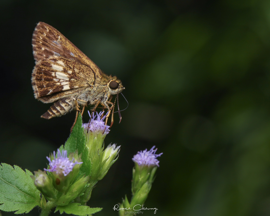 Moore's Ace in September 2023 by Rance Cheung · iNaturalist