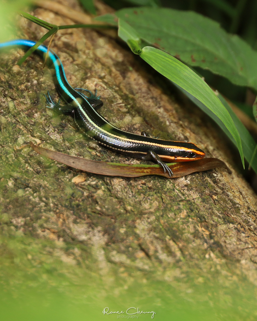 Blue-tailed Skink in September 2023 by Rance Cheung · iNaturalist