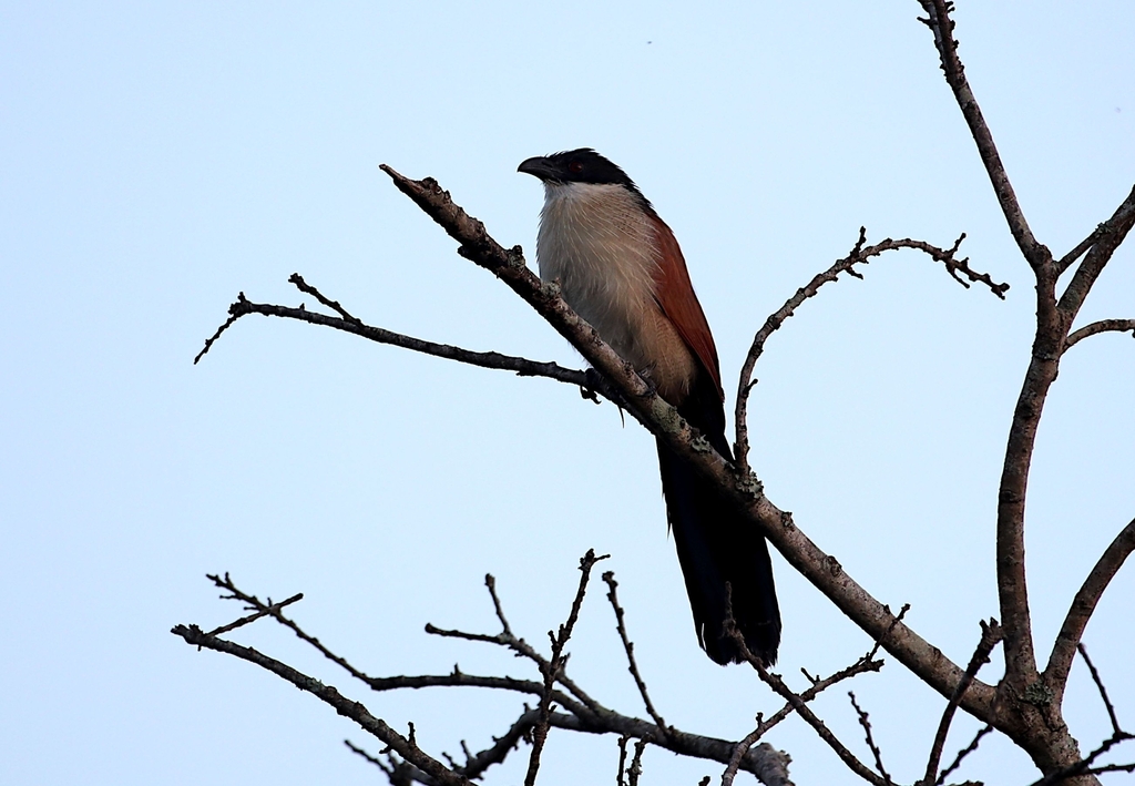 Burchell's Coucal from Widenham Retirement Village, Clansthal, Ezembeni ...