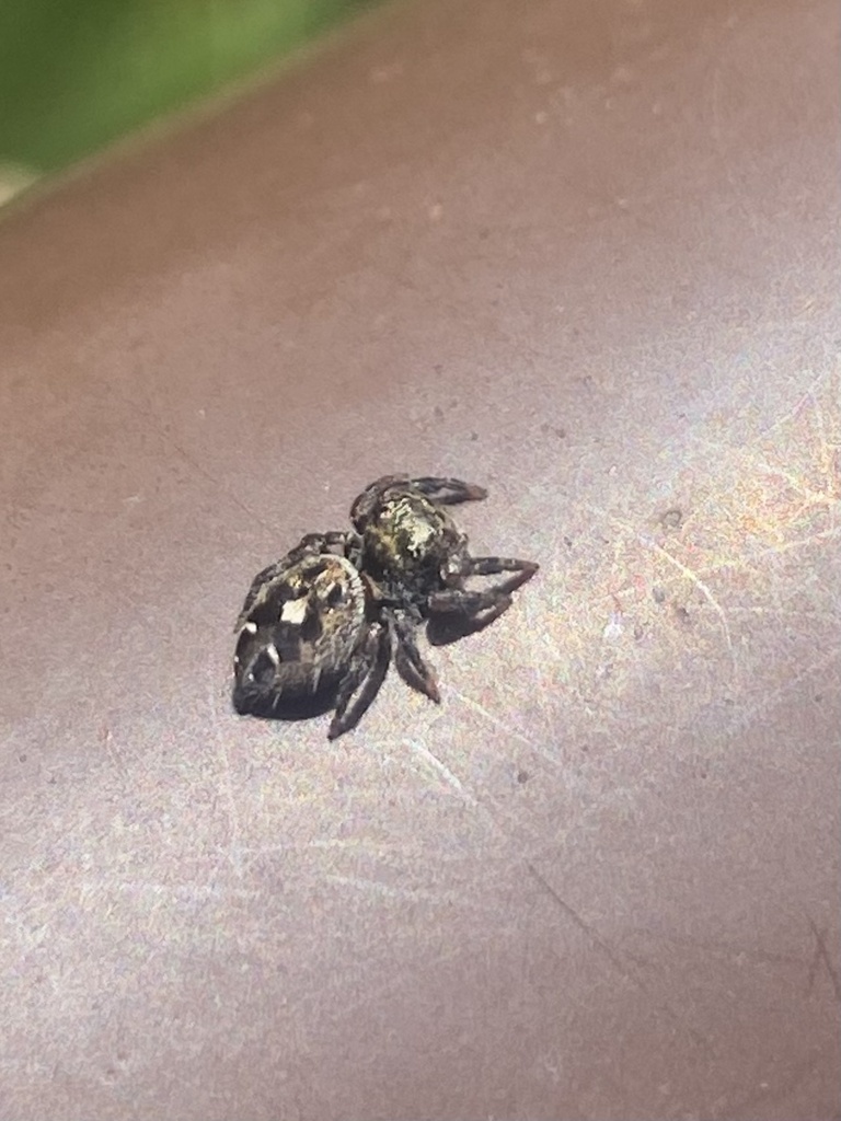 Bold Jumping Spider from Riverfront Park, Bourbonnais, IL, US on ...