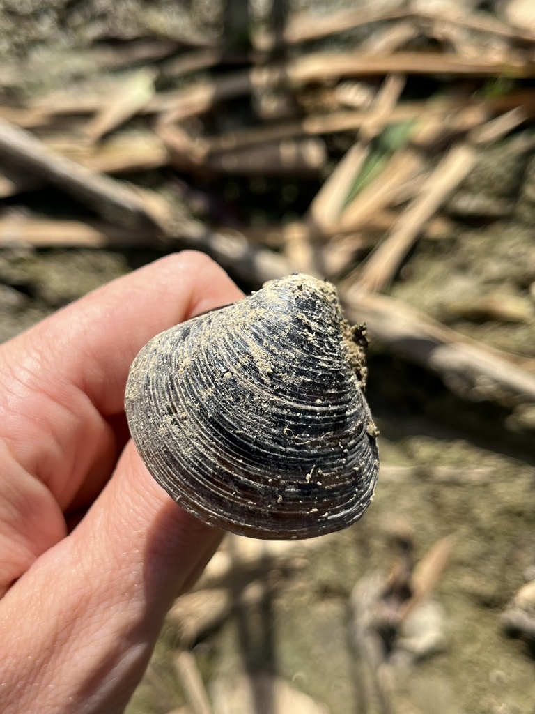 Asian Clam from Raminac, Lipik, 11, HR on September 21, 2023 at 10:26 ...
