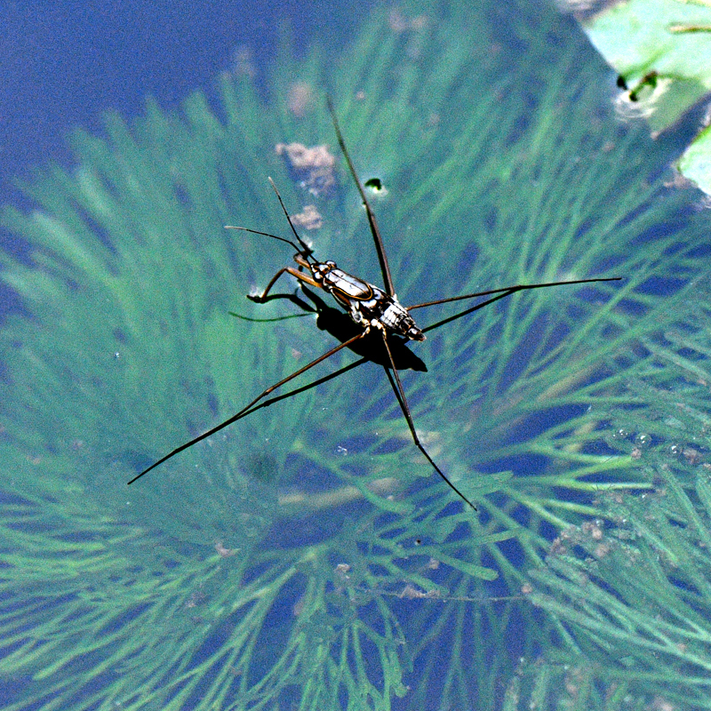 Limnogonus fossarum from 香港大埔 on September 20, 2023 at 12:59 PM by Ivan ...