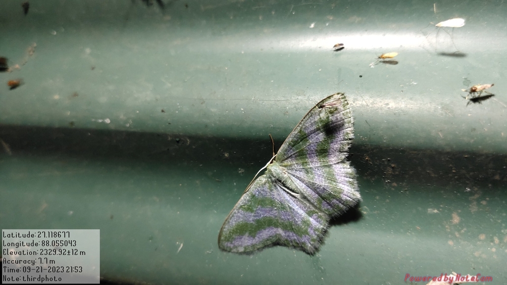 Maxates thetydaria from 23PG+VF5 Singalila National Park, Singalila ...