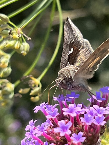 Photo 321655861, (c) Sasha S, all rights reserved, uploaded by Sasha S ...