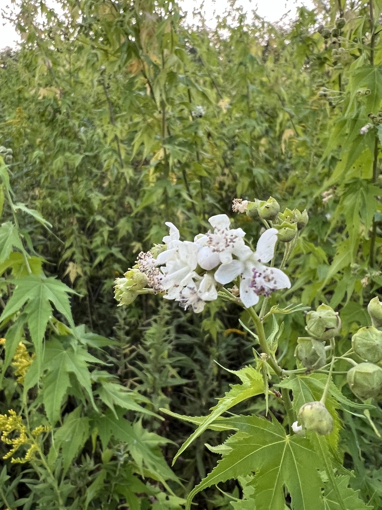 Virginia Mallow in September 2023 by Rachel Moorman · iNaturalist