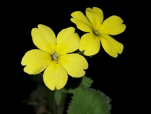 Buttercup Primrose (Primula floribunda) · iNaturalist