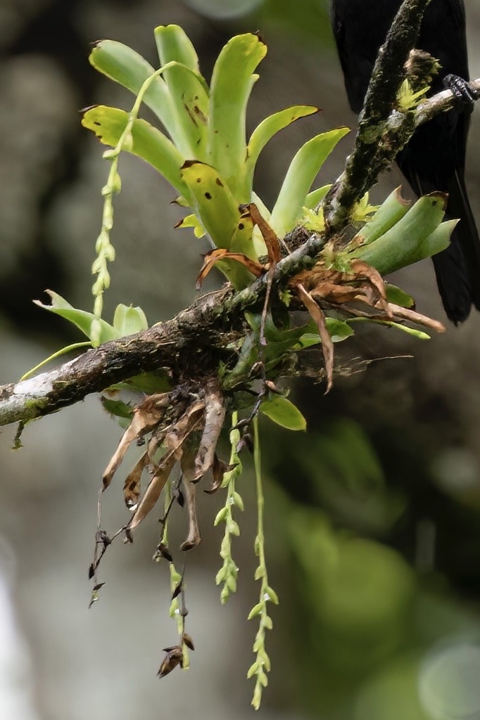 Catopsis from Golfito, Puntarenas, CR on July 13, 2023 at 11:00 AM by ...
