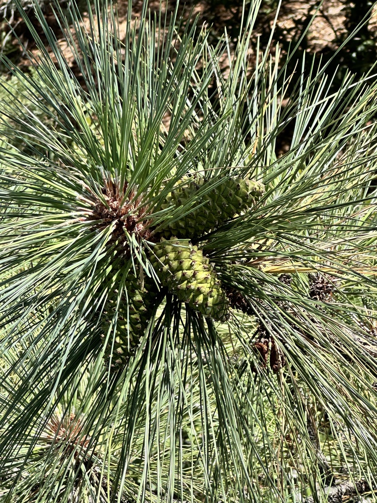 Apache pine from Coronado National Forest, Rio Rico, AZ, US on ...