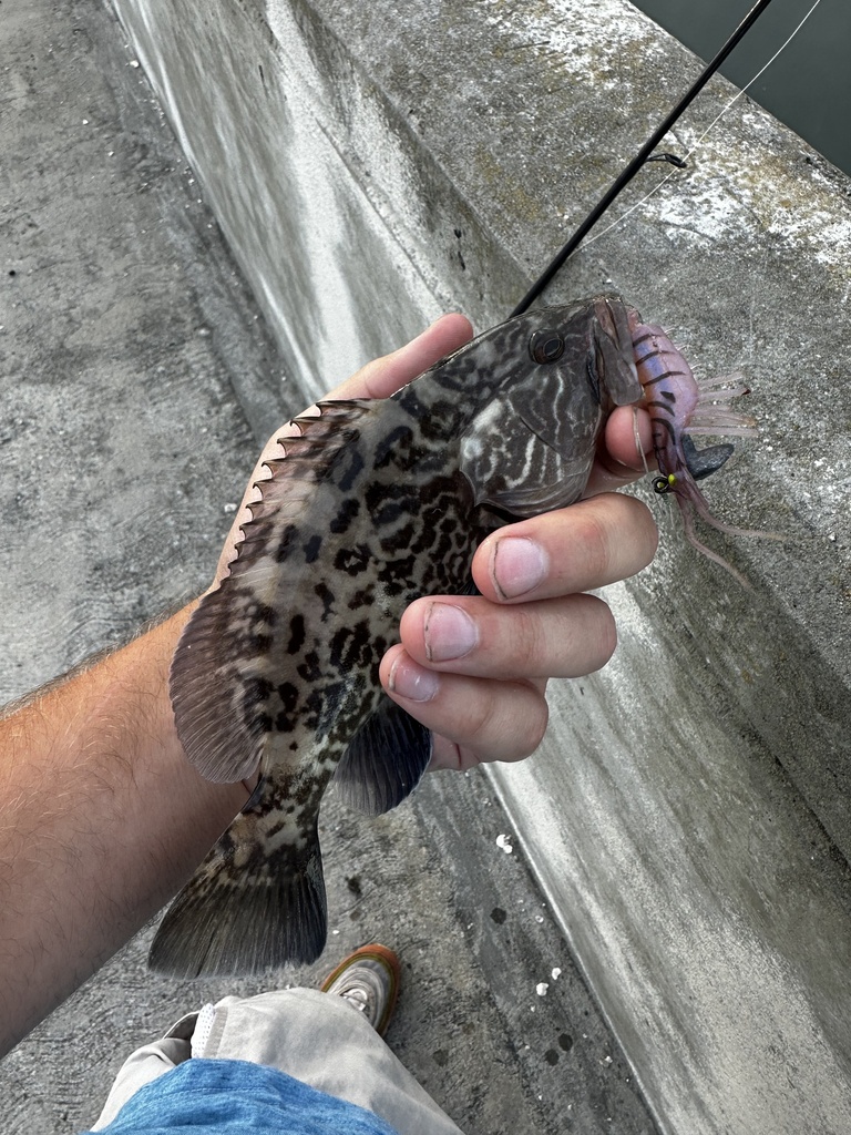 Gag grouper from Litchfield Dr, Pawleys Island, SC, US on September 2 ...