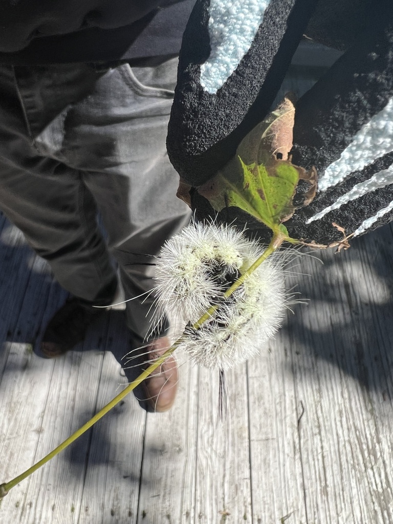 American Dagger from Church Hill Ln, Redding, CT, US on September 17 ...