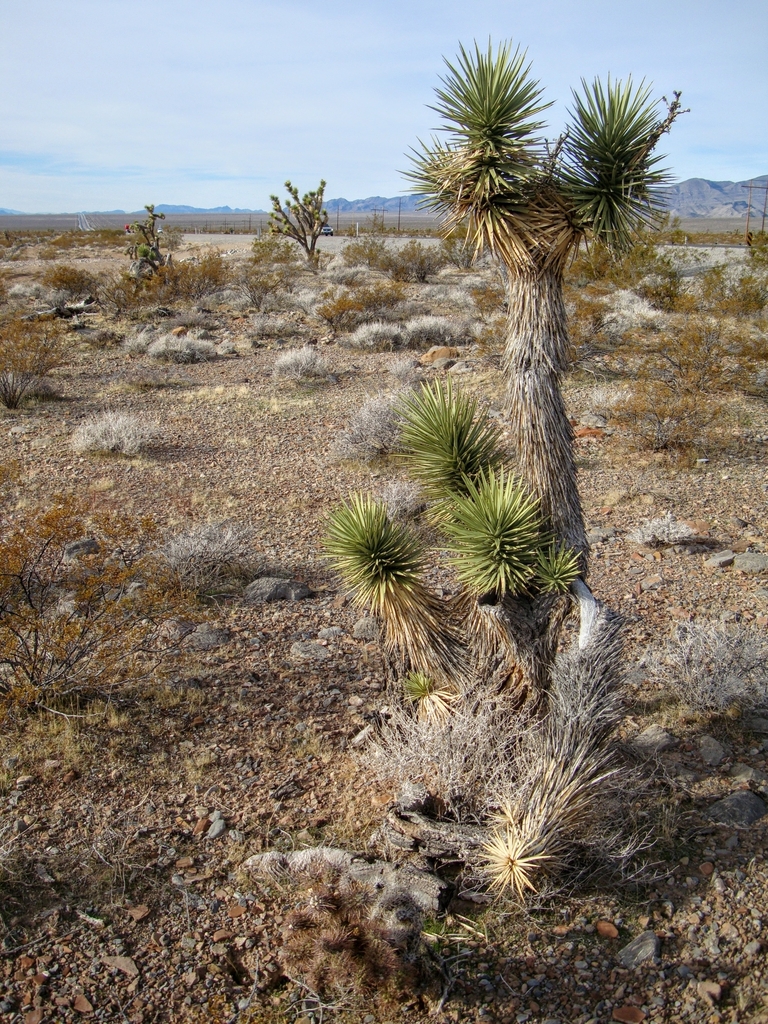 Joshua Tree from Amargosa Valley, NV 89020, Jungtinės Valstijos on ...