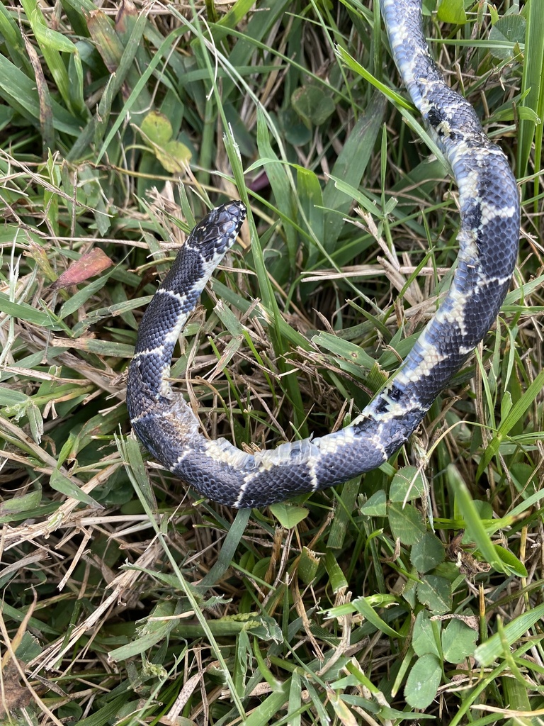 Eastern Kingsnake in September 2023 by Tiffany Huffman · iNaturalist