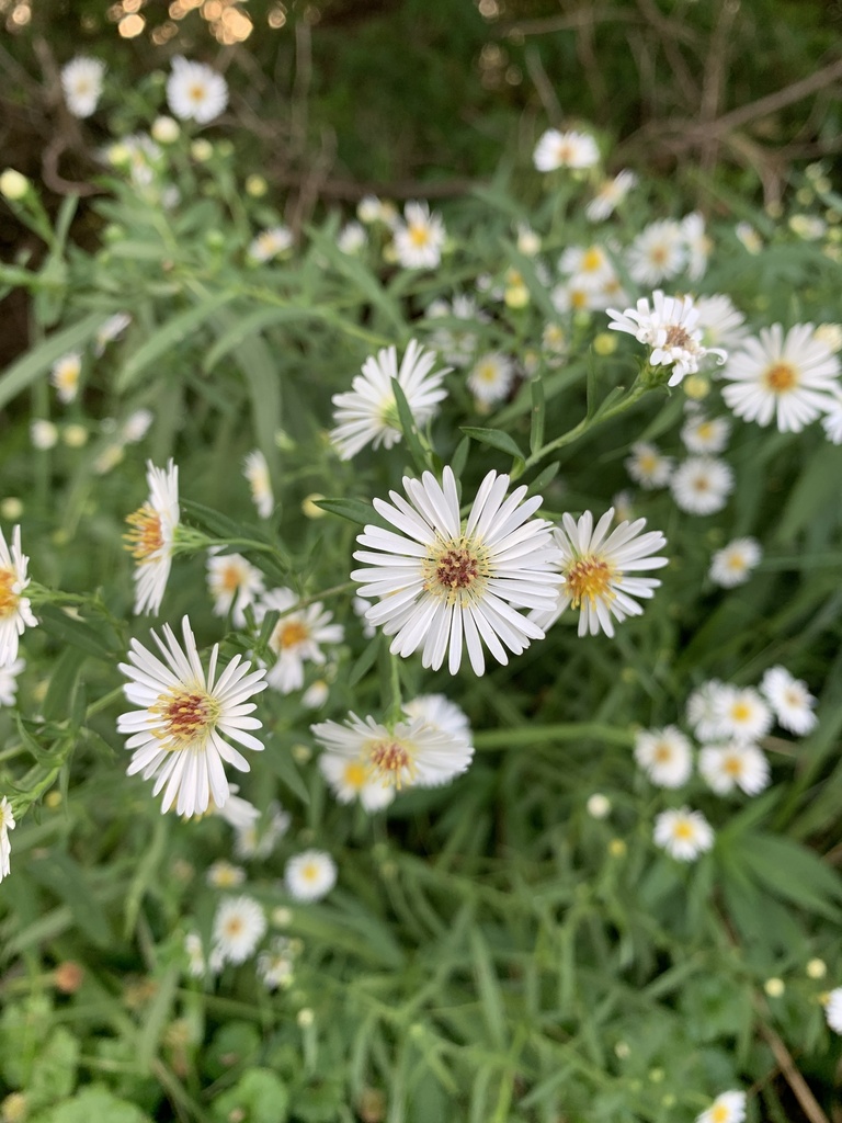 false aster from Geryville Pike, Pennsburg, PA, US on September 21 ...