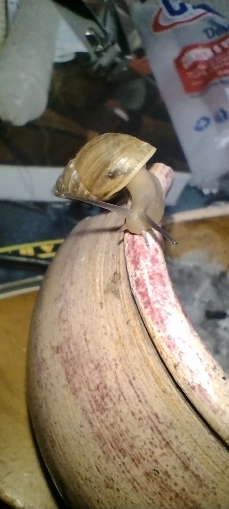 Ghost Bulimulus from FG4F+FQ - Quilombo, Pelotas - RS, Brasil on September 21, 2023 at 07:03 PM ...