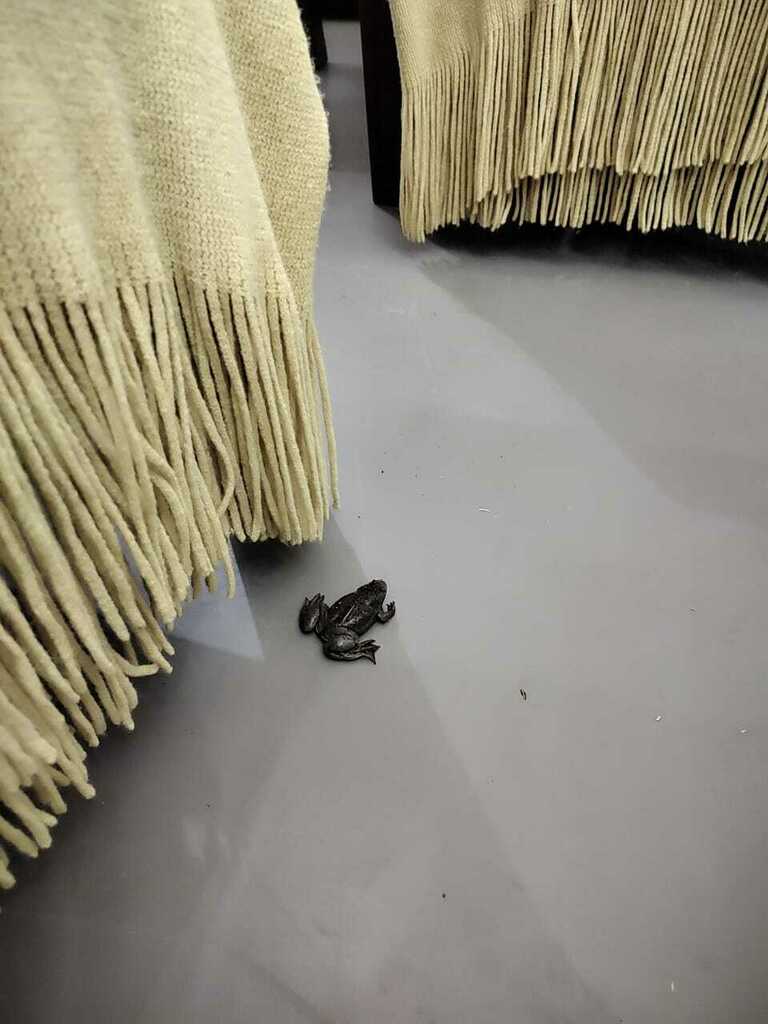 Marsabit Clawed Frog from J677+P3H, Talek, Kenia on August 8, 2023 at ...