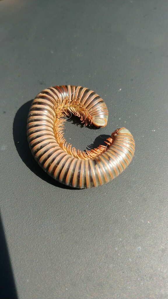 American Giant Millipede Complex from Forrest County, MS, USA on June ...