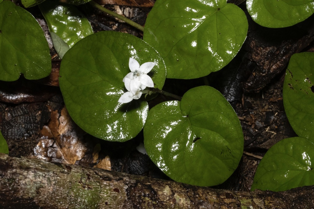 Geophila repens from Corcovado National Park, Golfito, Puntarenas, CR ...
