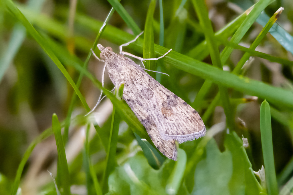 Lucerne Moth from Shorewood, WI, USA on September 20, 2023 at 02:44 PM ...